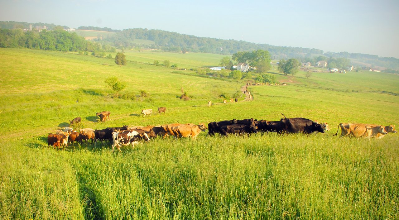 Our Farm | thecreamery