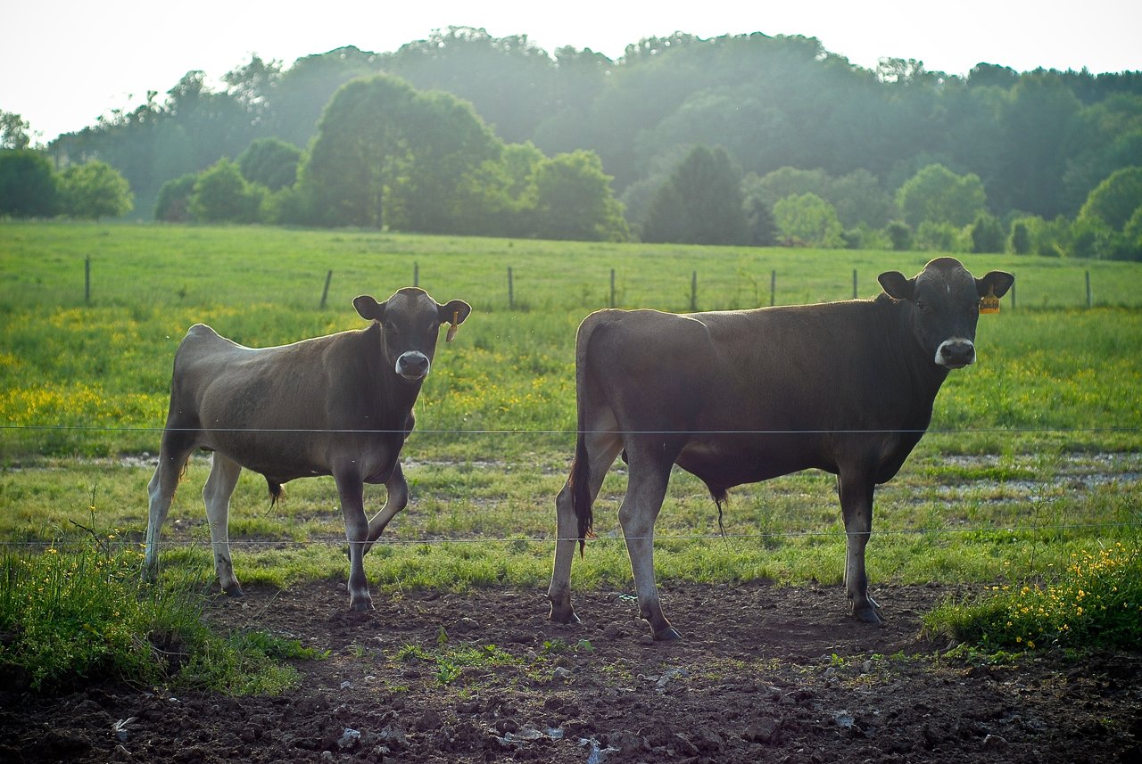 Our Farm | thecreamery