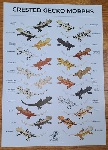 Crested Gecko Morph Poster | Living Wild LLC