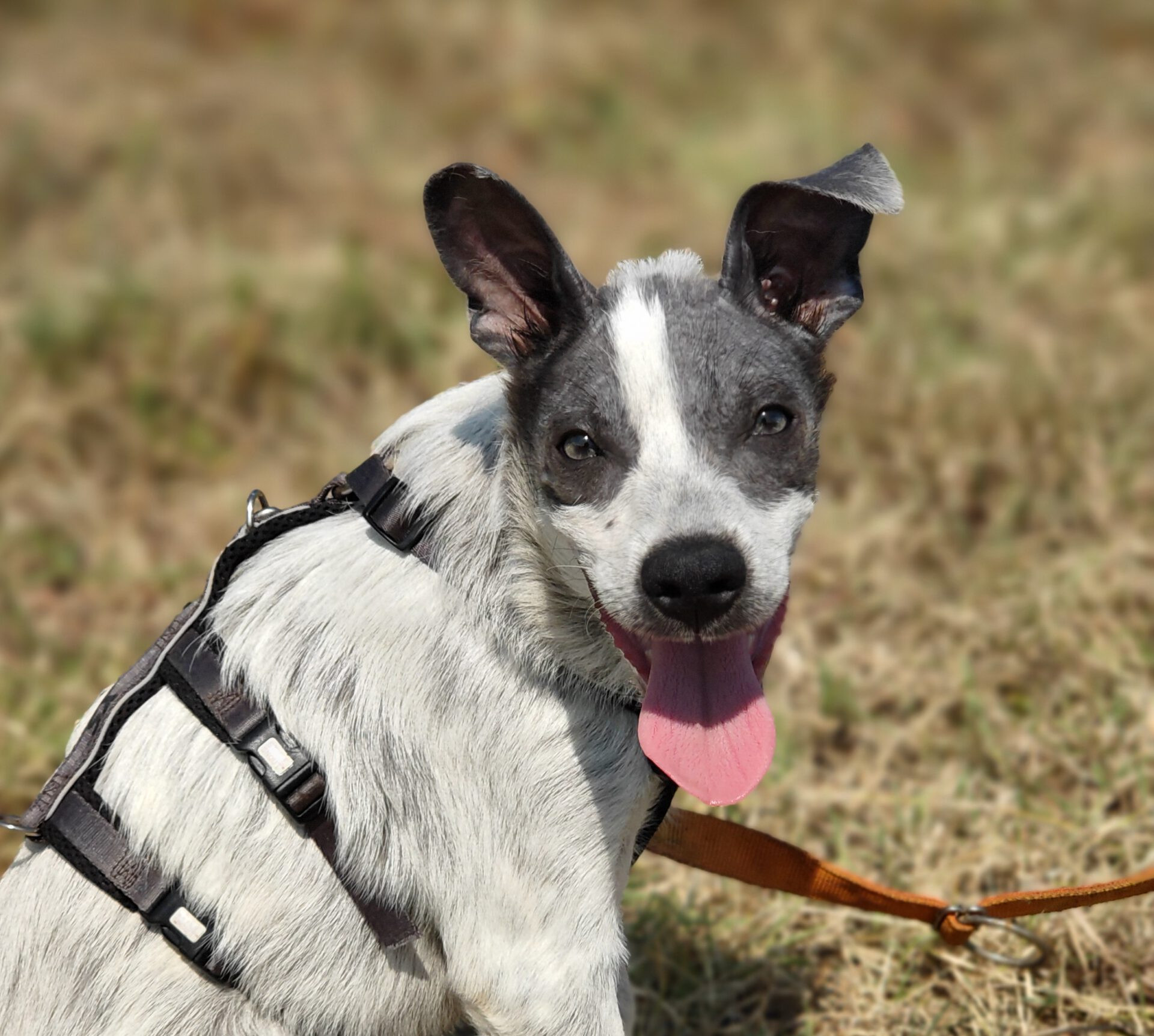 Muli | SpecialDogs