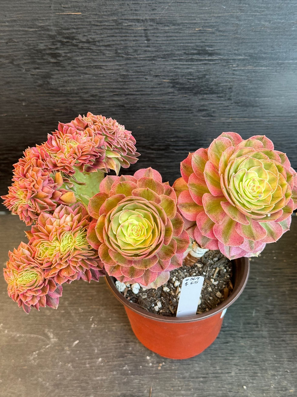 All products | Best Succulents USA 3/30