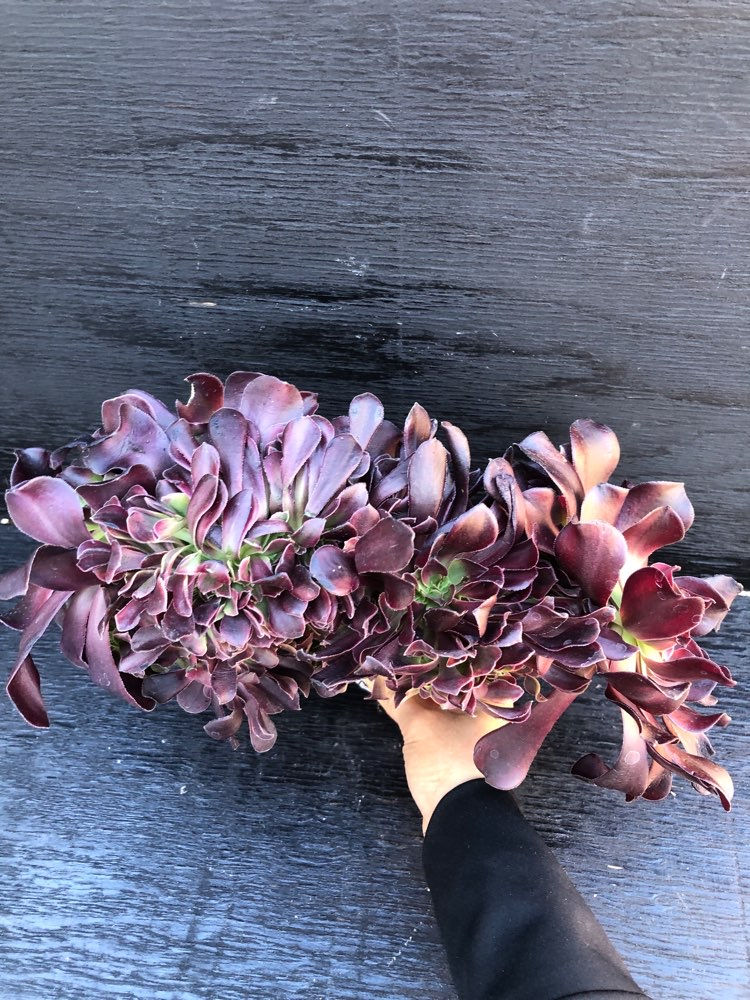 Sale | Best Succulents USA