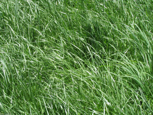 Semillas para pasto Tall Fescue Forrajero | Semillas Casa Cobo