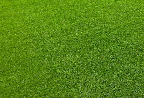 Semillas para pasto Bermuda Rio | Resistente al frío y heladas