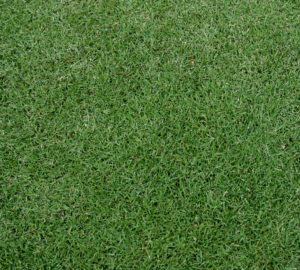 Semillas de pasto Turf Tall Fescue Survivor | Semillas Casa Cobo