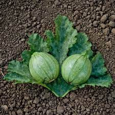 Semillas de Calabaza redonda Zucchini Round Westar | Semillas Casa Cobo