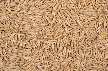 Semillas de Avena Turquesa | Semillas Casa Cobo