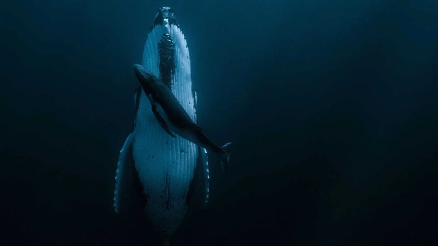 Ocean Dreams: A Deep Dive Into the Science of Whale Sleep