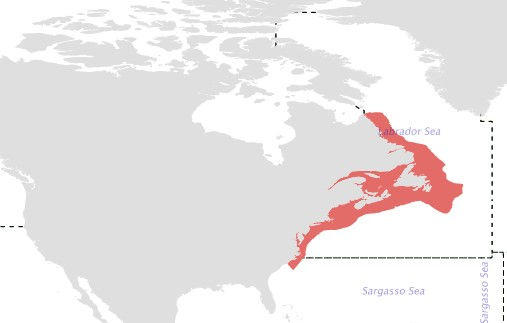 The American Lobster (Homarus americanus)