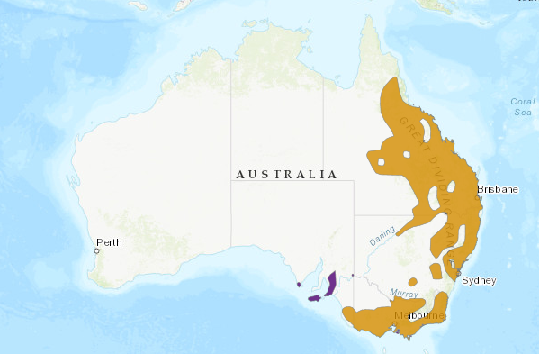 The Koala (Phascolarctos cinereus)