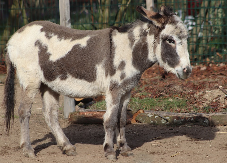 Donkey (Equus africanus asinus)