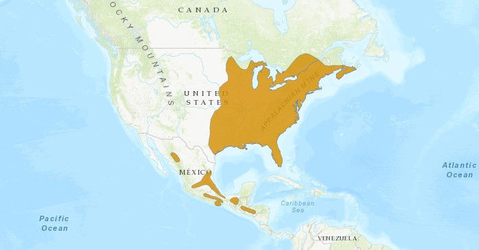 The Flying Squirrel (Glaucomys volans)