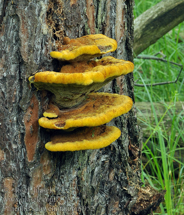 The Dyer's Polypore (Phaeolus schweinitzii)
