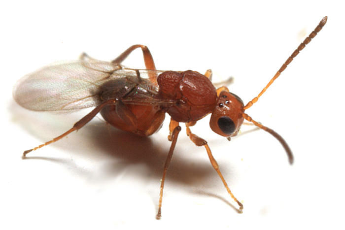 Hedgehog Gall Wasp (Acraspis erinacei)