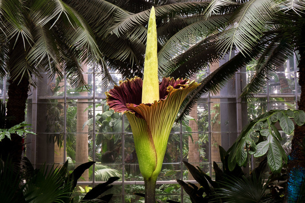 The Titan Arum (Amorphophallus Titanum)