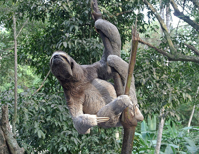 Brown-throated sloth (Bradypus variegatus)