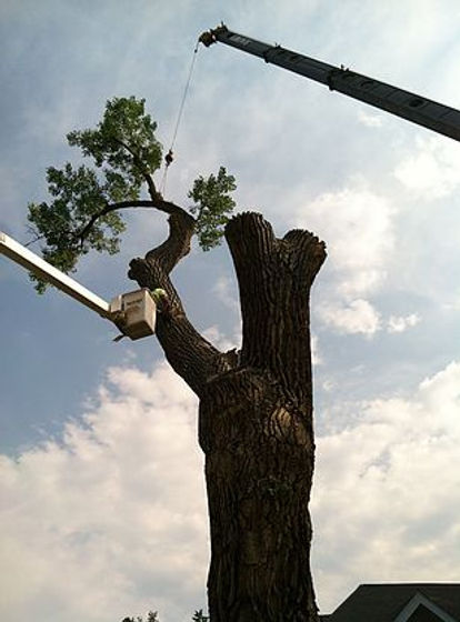 emery's tree service | tree service | Littleton, CO, USA