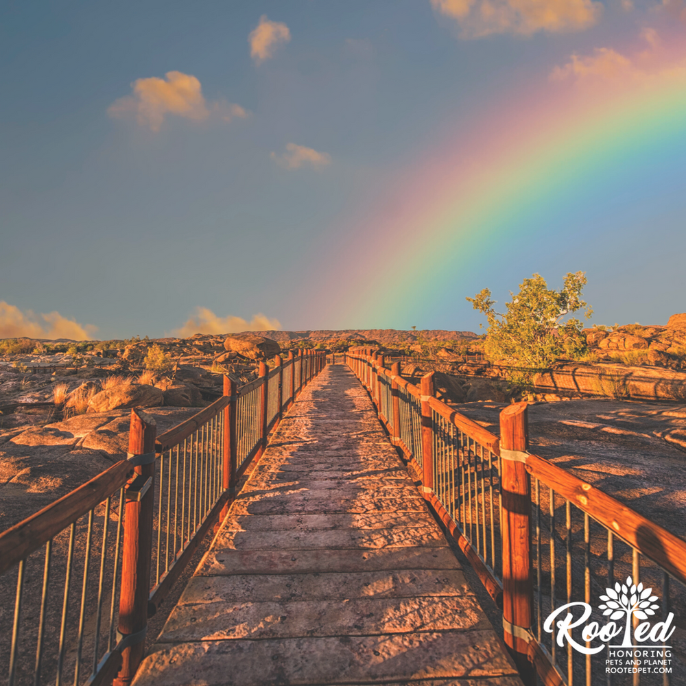What is the Rainbow Bridge and why does it matter?