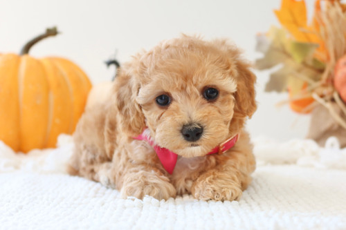 Destiny | Bowman Puppies