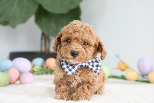 Dexter | Bowman Puppies