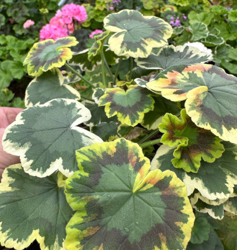 Pelargonium 'Mrs Pollock' | Orres Trädgård