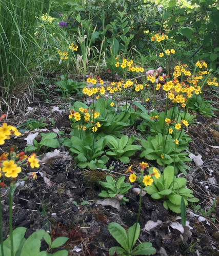 Primula chungensis, gul våningsviva | Orres Trädgård