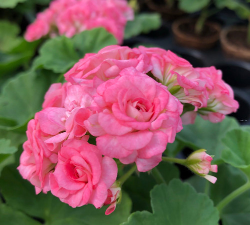 Pelargonium 'Grainger's Antique Rose' | Orres Trädgård