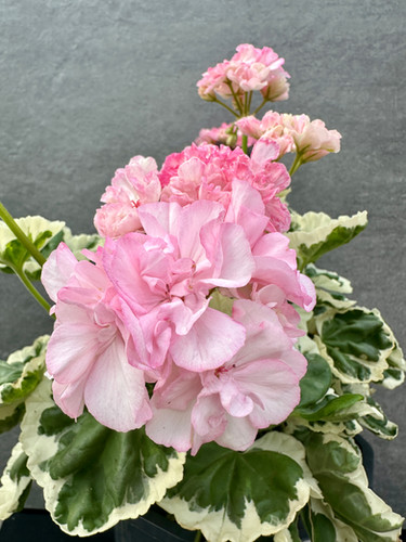Pelargonium 'Alison March' | Orres Trädgård