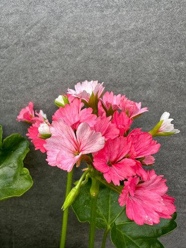 Pelargonium 'Madame Thibault' | Orres Trädgård