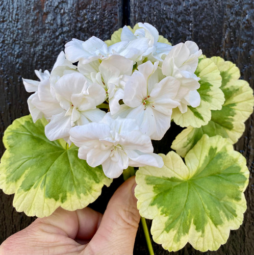 Pelargonium 'Ivory Snow' | Orres Trädgård
