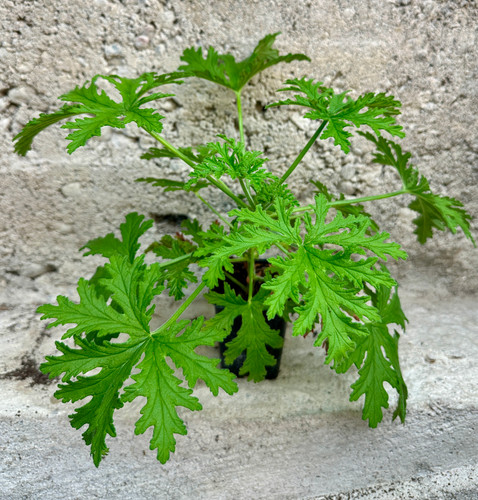 Pelargonium, Rosengeranium, Dr Westerlund | Orres Trädgård