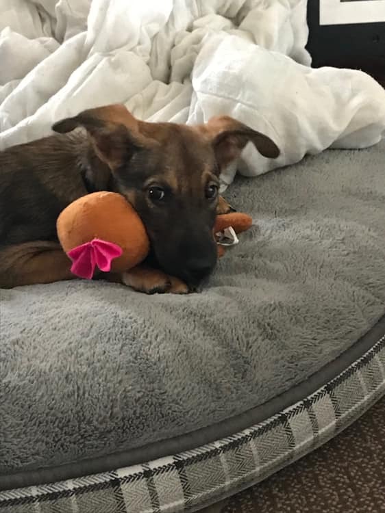 Home | Project Paws Dog Rescue