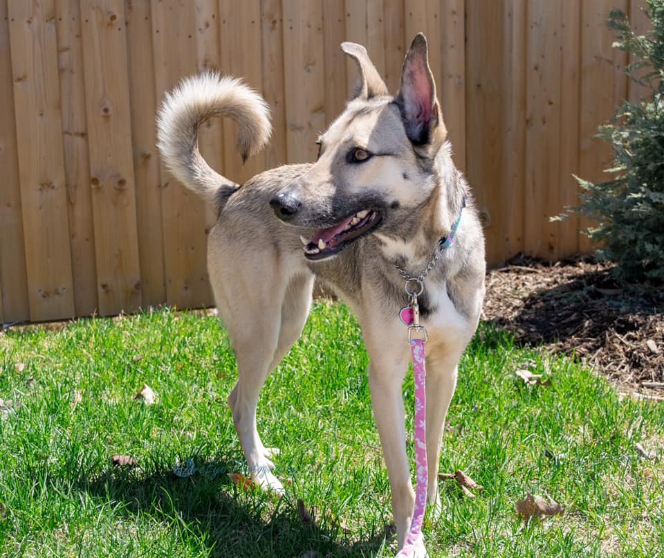 Home | Project Paws Dog Rescue