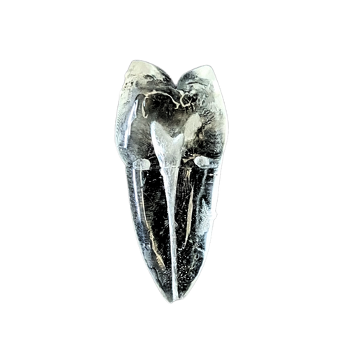 EndoClear CLEAN 15 | Biom 3D