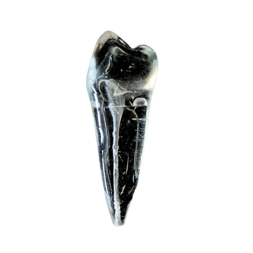 EndoClear CLEAN 35 | Biom 3D