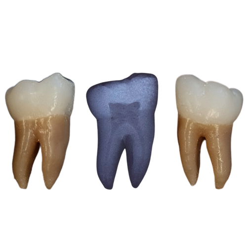 EndoClear RX 36 | Biom 3D