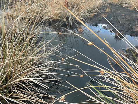 Discover Lindow | Lindow Moss