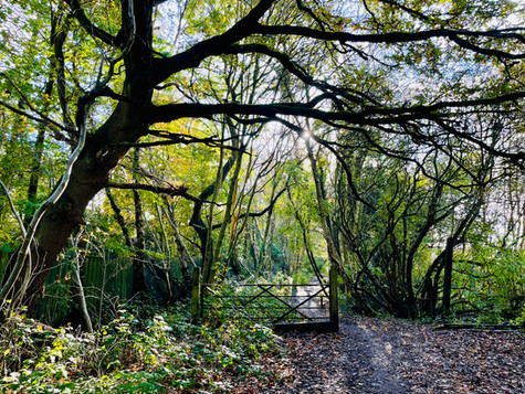 Discover Lindow | Lindow Moss