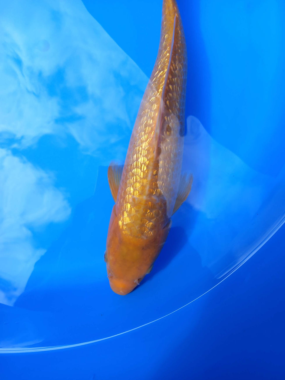 TANIGUCHI GOLDEN CORN | Walker Koi