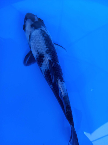 KAGE SHIRO UTSURI | Walker Koi