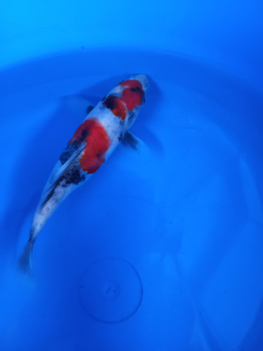 SHOWA (SAKAI FISH FARM) | Walker Koi