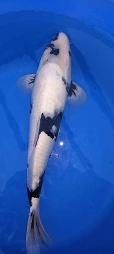 SHIRO UTSURI | Walker Koi