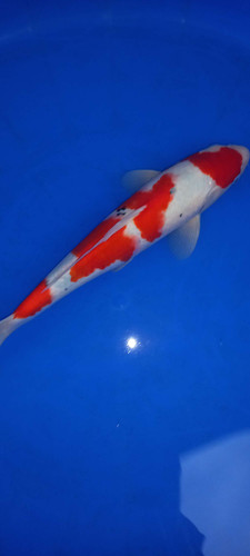 SANKE,SAKAI FISH FARM | Walker Koi