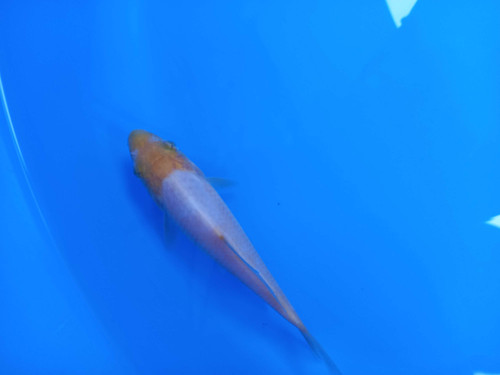 SFF YELLOW MAGIC,TOSAI | Walker Koi