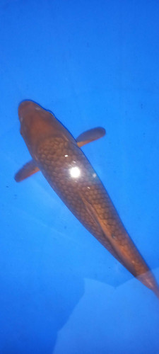 CHOCOLATE CHAGOI,BEPPU KOI FARM | Walker Koi