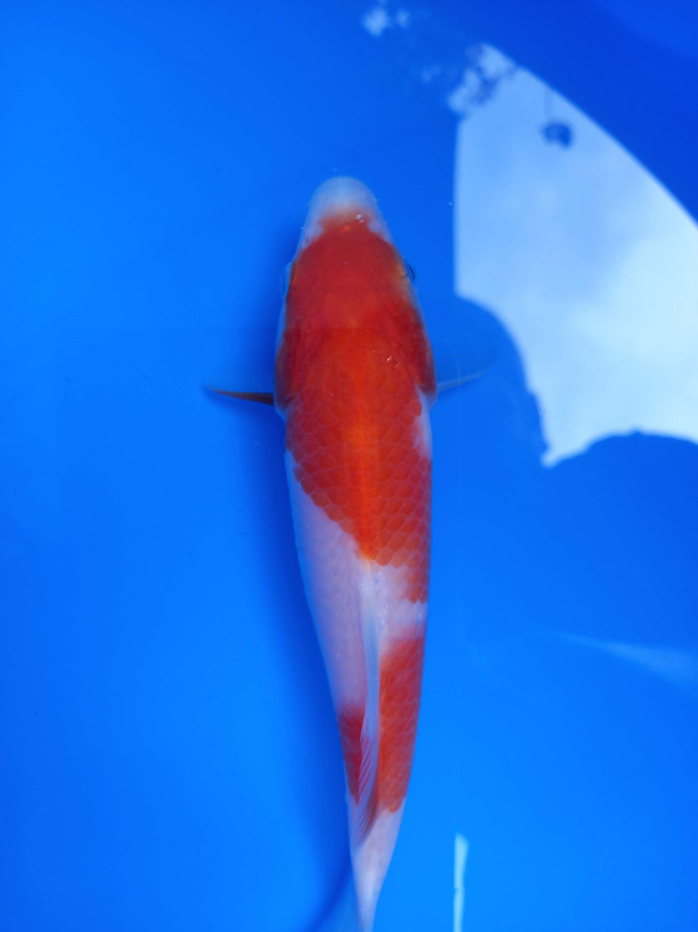 Koi For Sale | Walker Koi 3/6