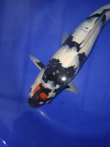 TANCHO SHOWA | Walker Koi