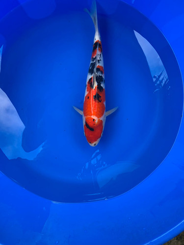 SFF,SANKE JUMBO TOSAI | Walker Koi