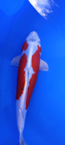 H/Q BENI KIKOKURYU,AOKI | Walker Koi