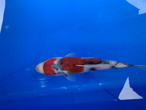 Showa (Sakai Fish Farm) | Walker Koi